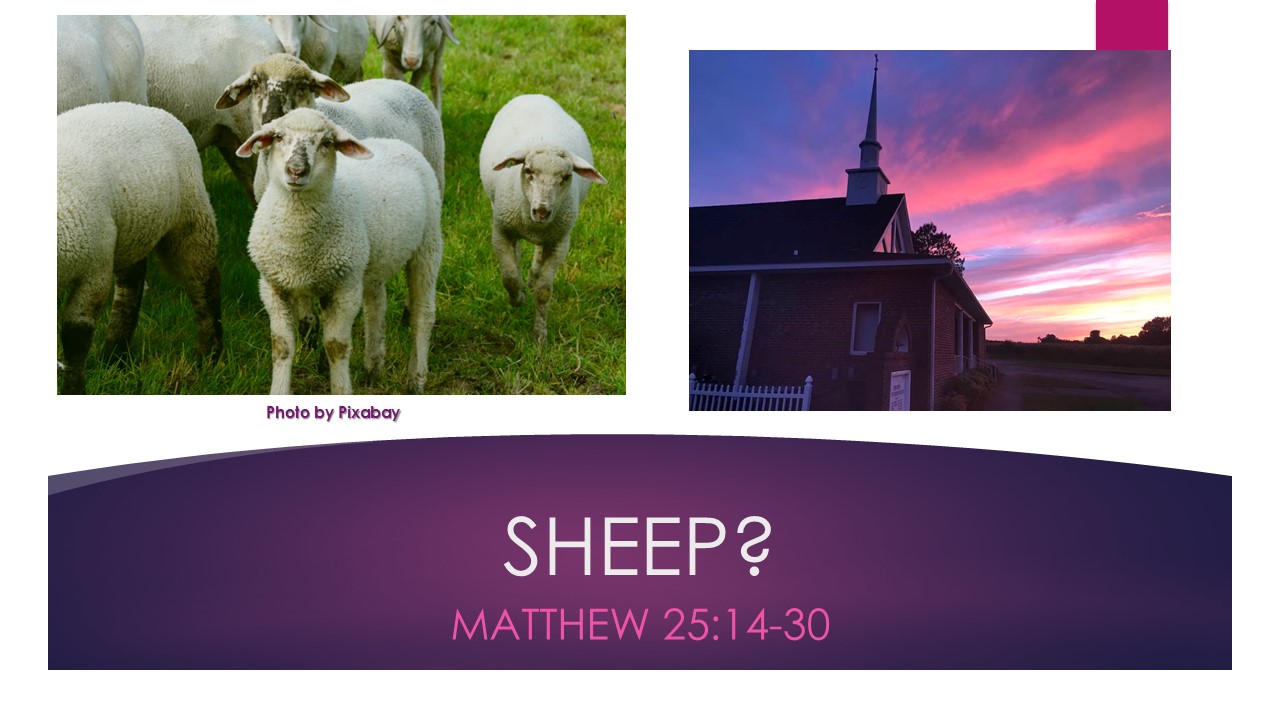 SHEEP? – jeffersonvann